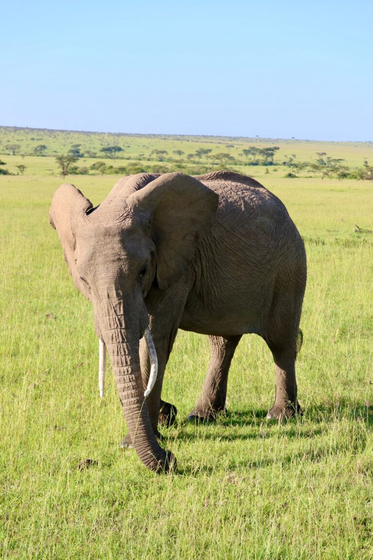 Exploring Nairobi: A Vibrant African Metropolis - By KWest